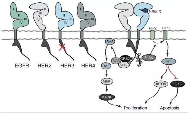 知丘-百利生物单抗发力，Her3/EGFR双抗国内首报临床