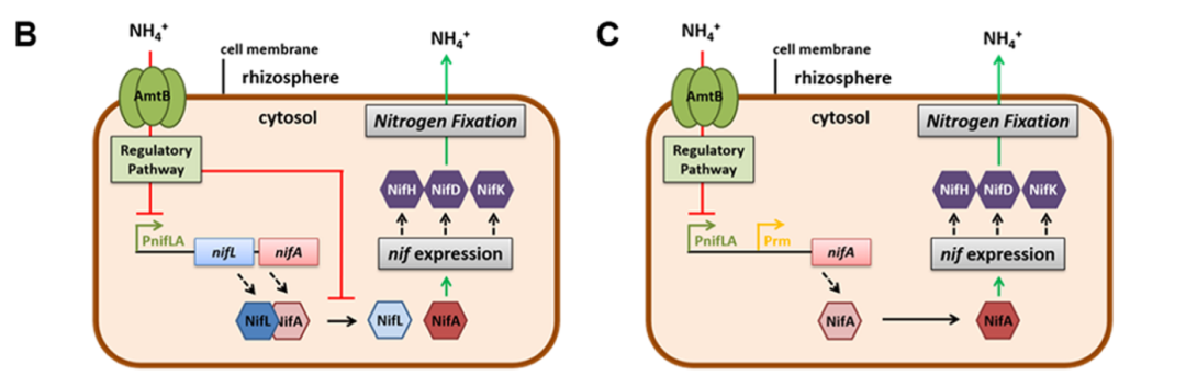 知丘-Pivot Bio推出首个「施用于种子」的工程固氮菌产品，CLAM工艺提高微生物田间稳定性